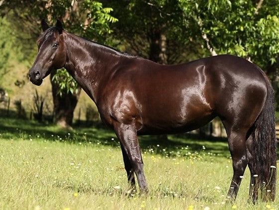 Eco Horse Shine Gallery