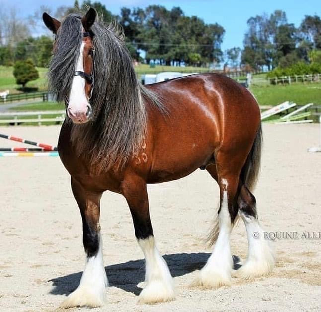 Eco Horse Shine Gallery