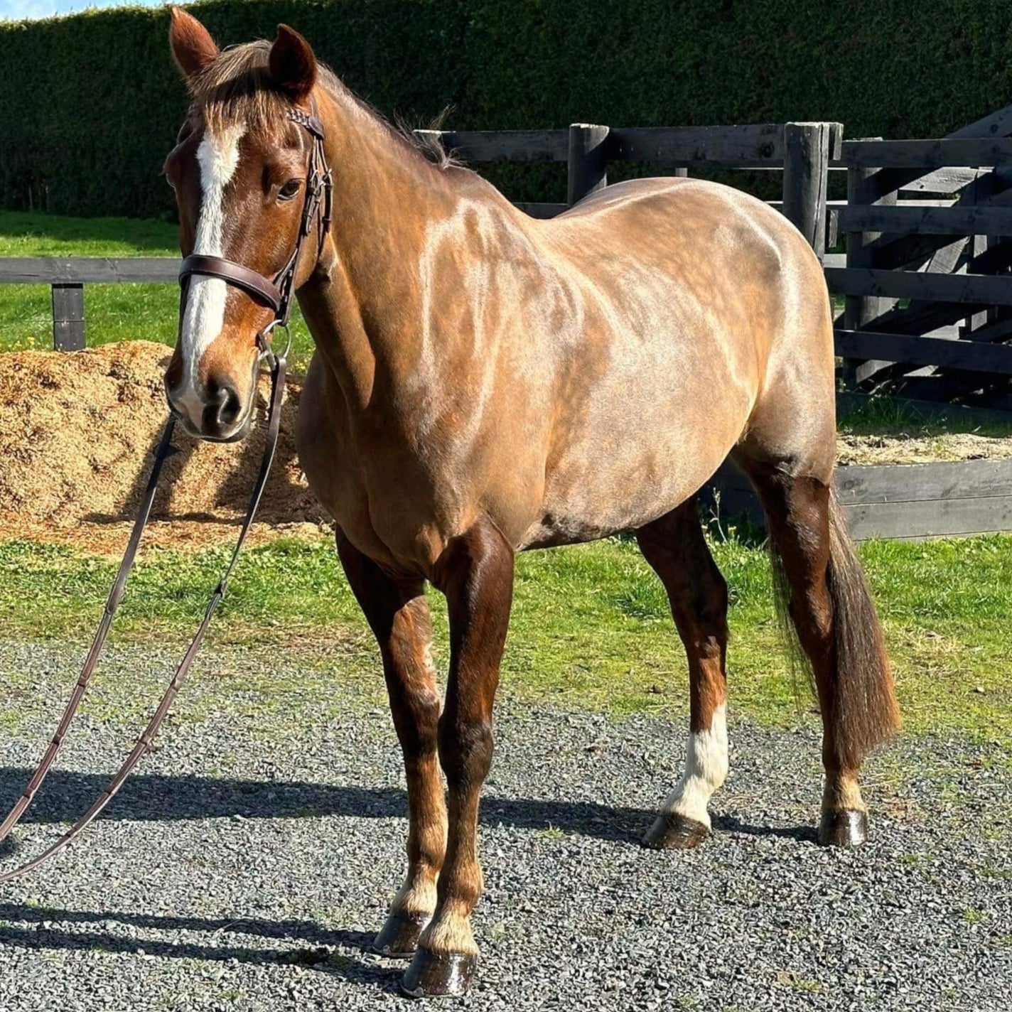 Horse Clipping Bundle. Equine Shampoo, Oil Wash & Conditioner – Eco Horse